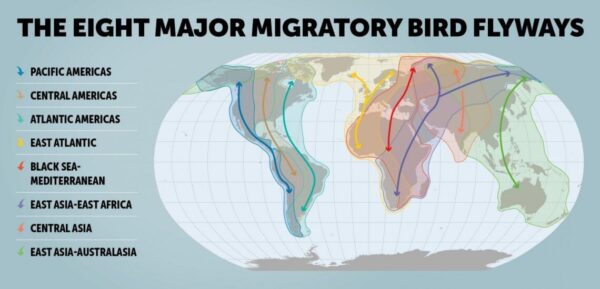 Bird Flight Diverters: What Are They and Why Do They Matter? - Power ...