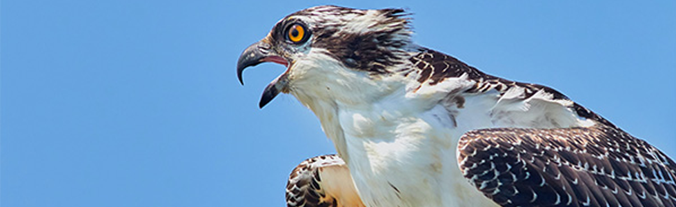 Safeguarding Infrastructure: Impact of Ospreys on Power Lines | Power ...
