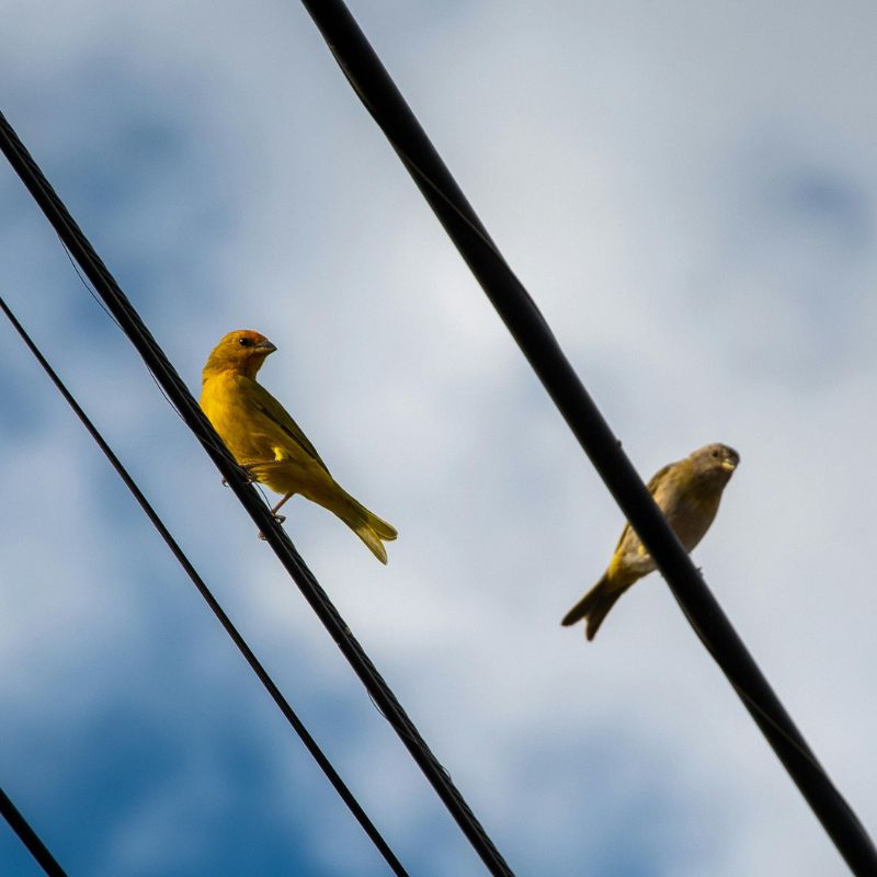 Bird Collisions with Power Lines: 4 Facts | Power Line Sentry